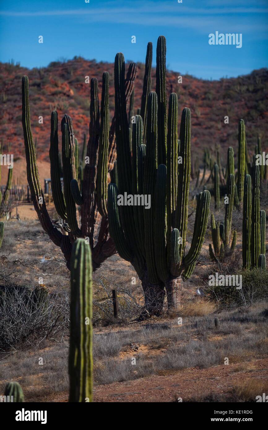 The Coloraro , a beach in the Sonoran Desert which is characterized by ...