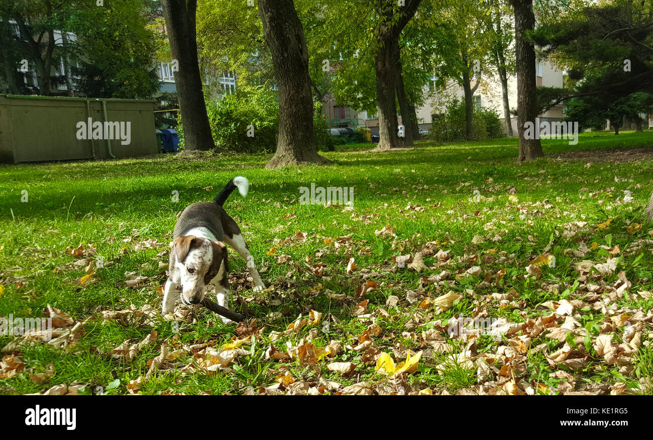 dog running and fetching wood at a park with its owner Stock Photo - Alamy