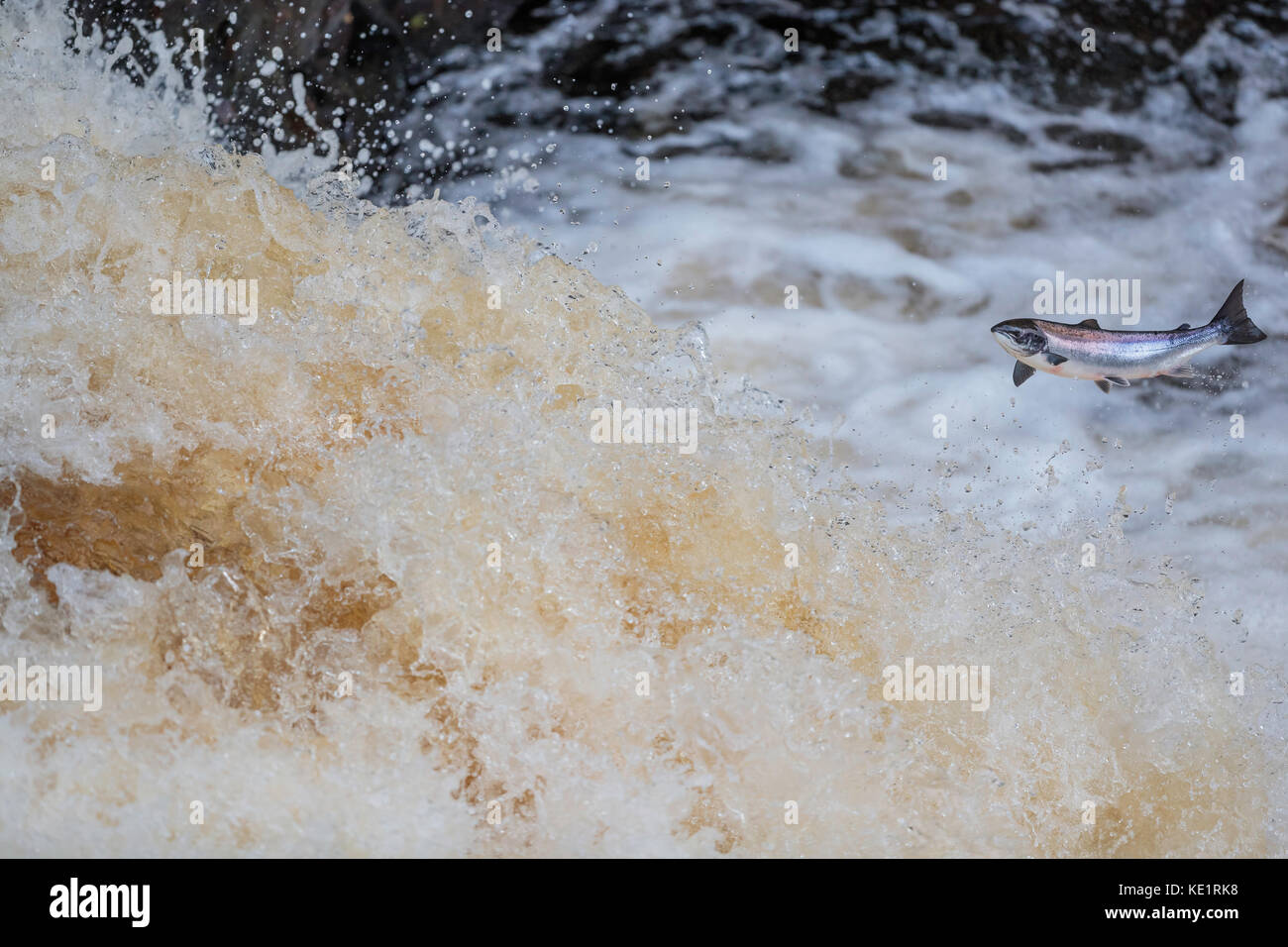 Atlantic salmon run scotland hi-res stock photography and images - Alamy