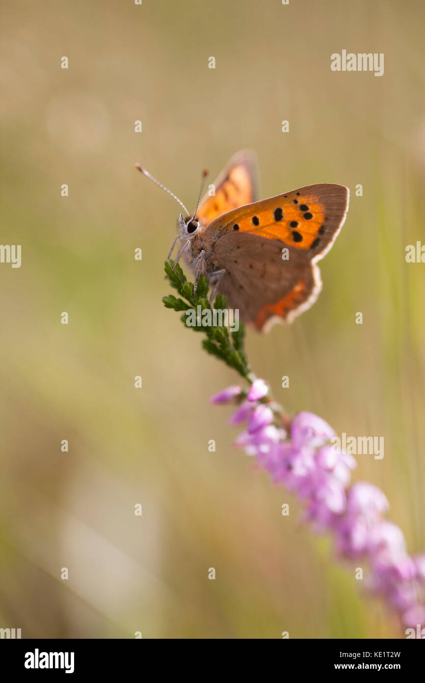Small Copper (Lycaena phlaeas Stock Photo - Alamy