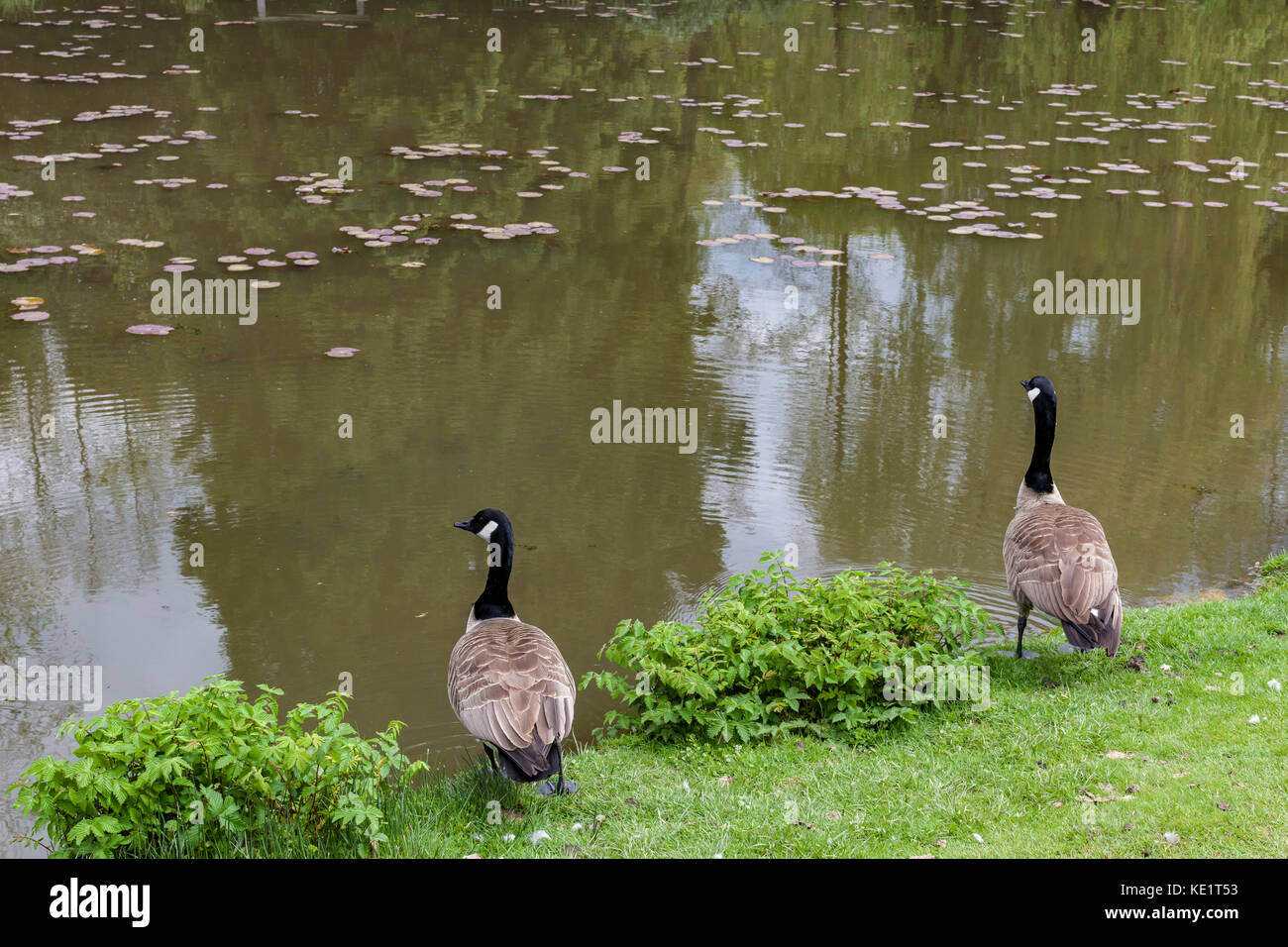 Scotney Castle is an English country house with formal gardens south ...