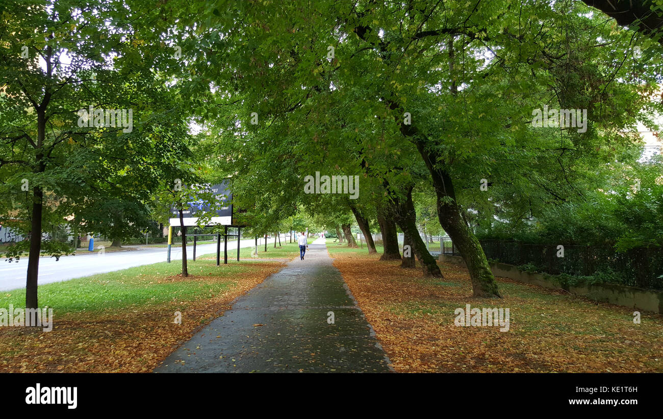 green trees and a pavement path between them with dead leaves and ...