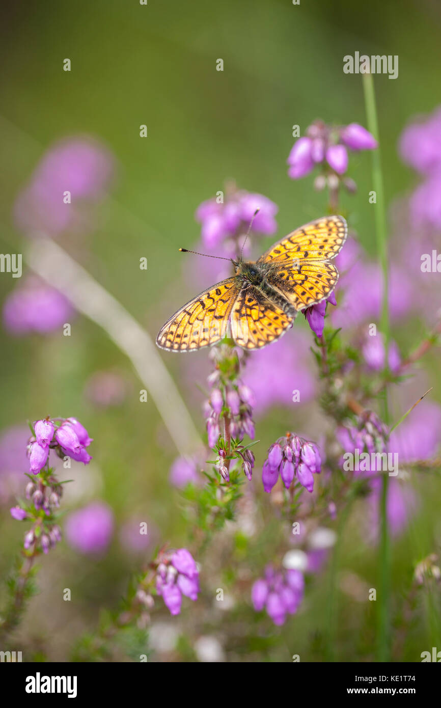 Small Pearl-Bordered Fritillary (Clossiana selene Stock Photo - Alamy