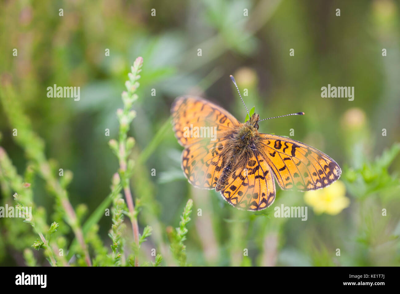 Small Pearl-Bordered Fritillary (Clossiana selene Stock Photo - Alamy