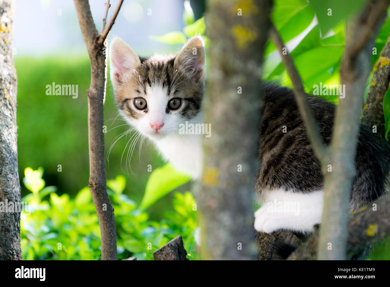 Kitty plays and climbs hedge Stock Photo - Alamy