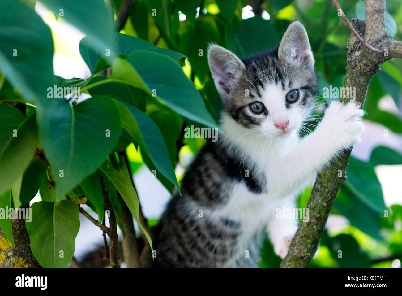 Kitty plays and climbs hedge Stock Photo - Alamy