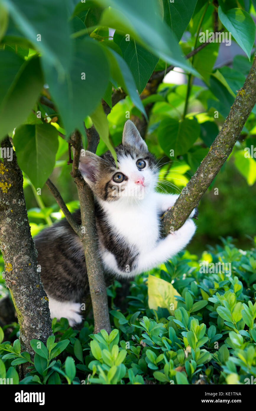 Kitty plays and climbs hedge Stock Photo - Alamy