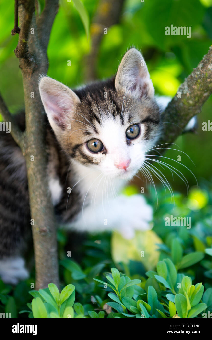 Kitty climbs hi-res stock photography and images - Alamy