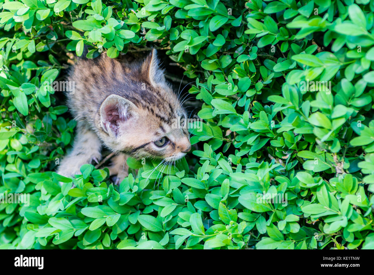 Kitty plays and climbs hedge Stock Photo - Alamy