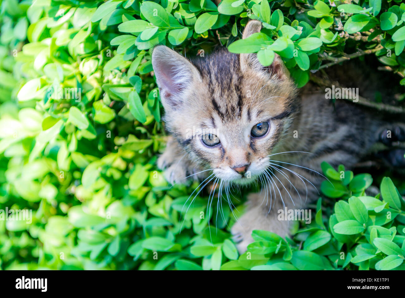 Kitty plays and climbs hedge Stock Photo - Alamy