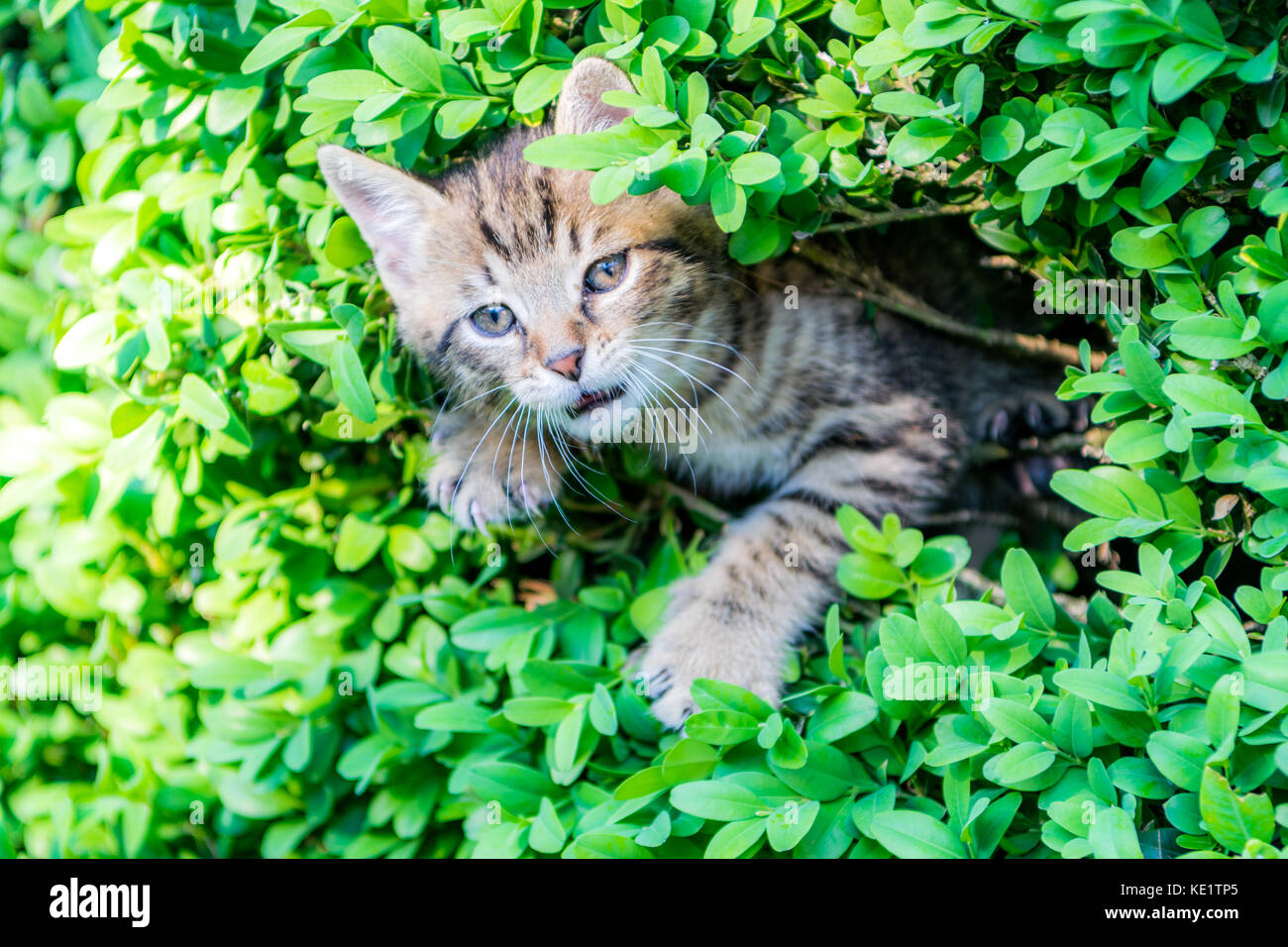 Kitty plays and climbs hedge Stock Photo - Alamy