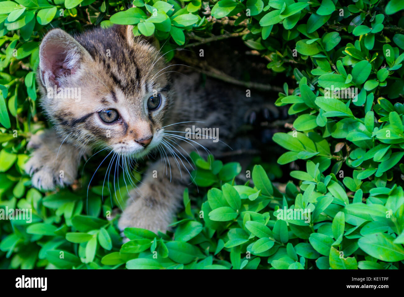 Kitty plays and climbs hedge Stock Photo - Alamy