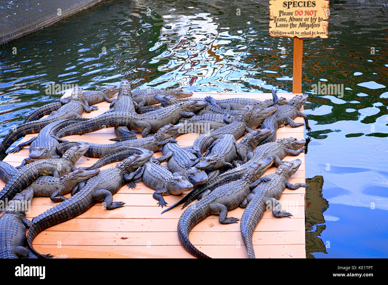 Florida Alligators at the Pirates Cove Mini Golf park in Sarasota FL ...