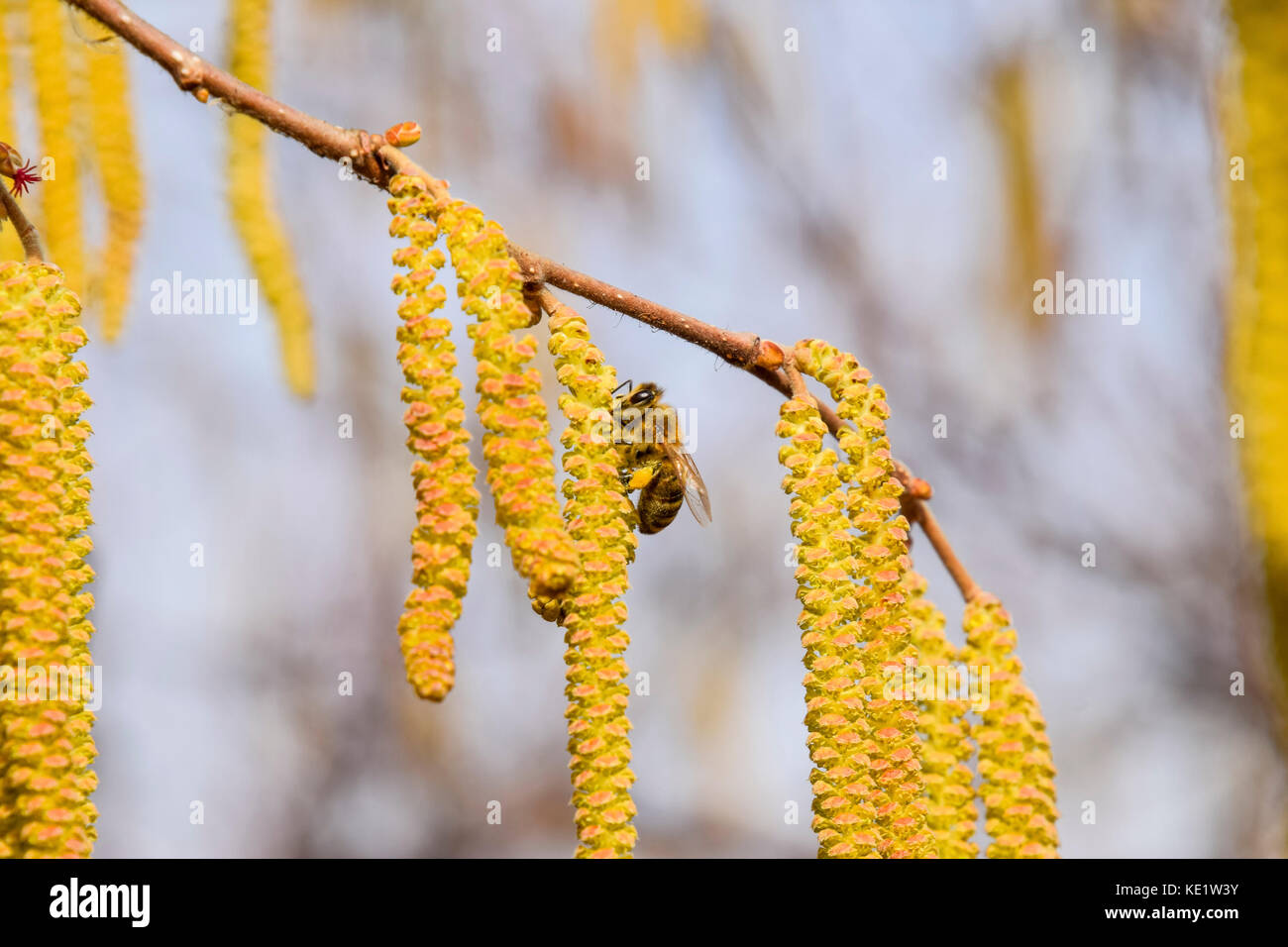 Pollination by bees earrings hazelnut. Flowering hazel hazelnut. Hazel ...