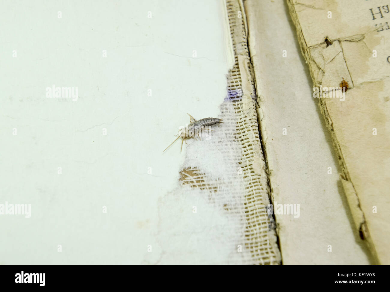 Insect feeding on paper - silverfish. Pest books and newspapers Stock ...