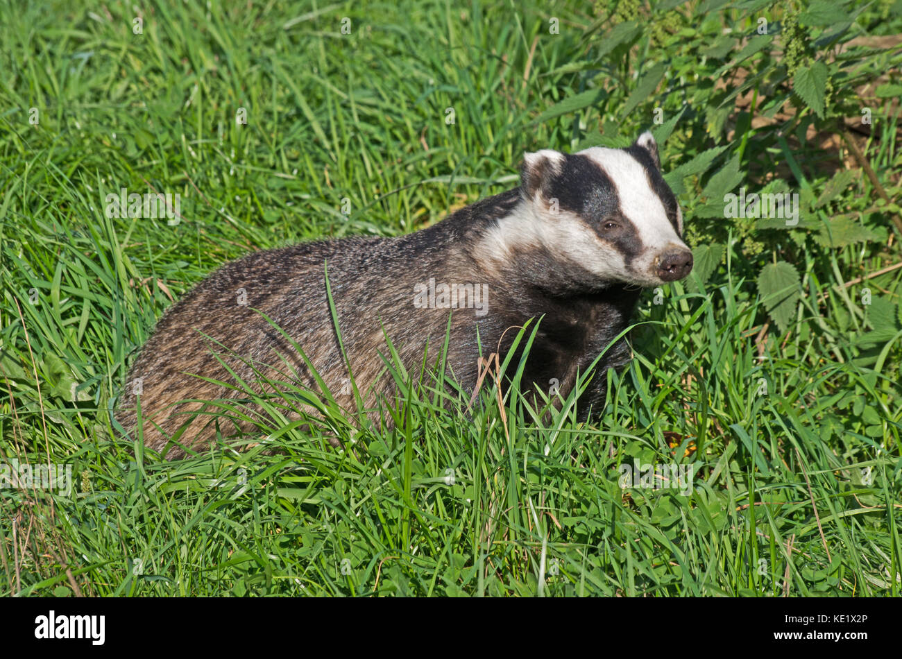 Badger, Meles Meles, Surrey; England, Captive Stock Photo - Alamy