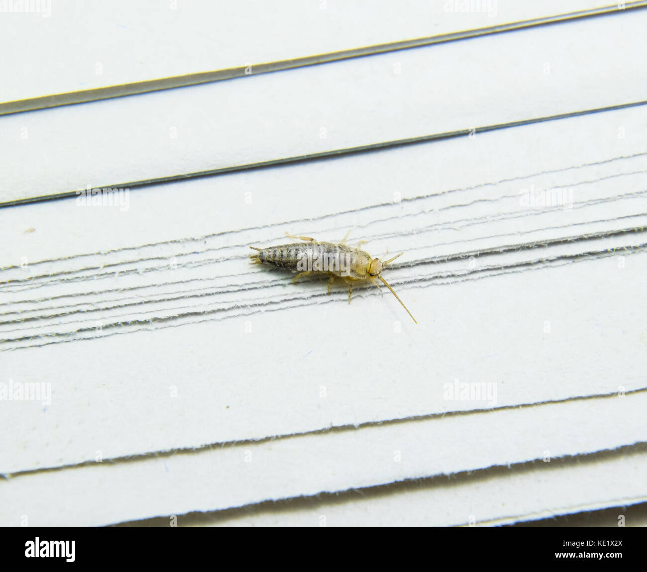 Insect feeding on paper - silverfish. Pest books and newspapers Stock ...