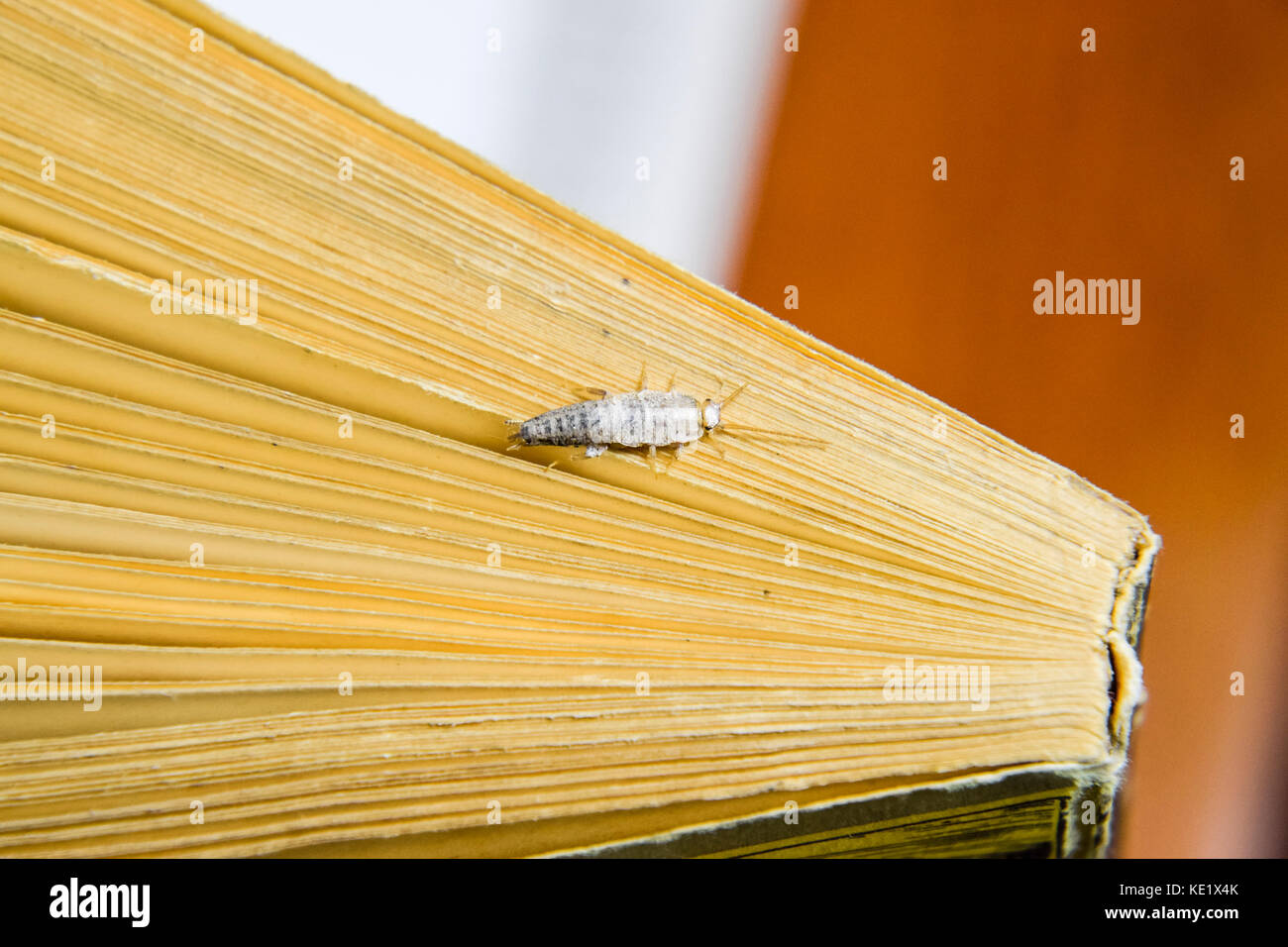 Insect feeding on paper - silverfish. Pest books and newspapers ...