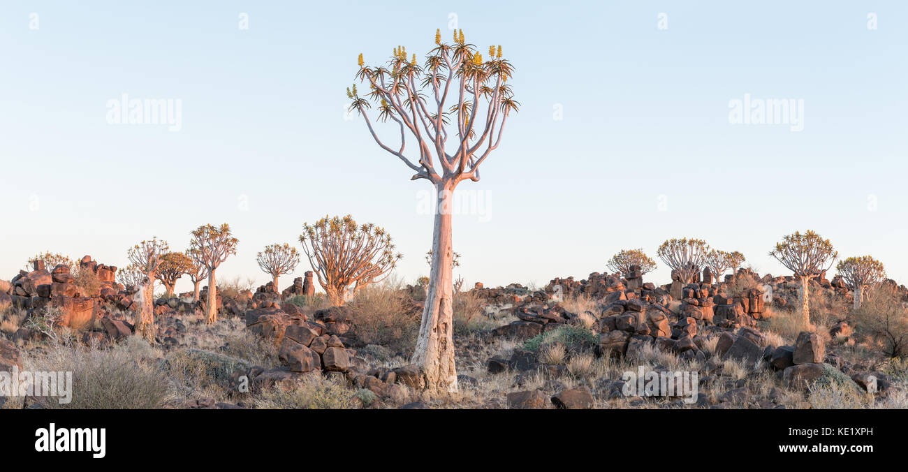 Panoramic view of the quiver tree forest at Garas near Keetmanshoop on ...