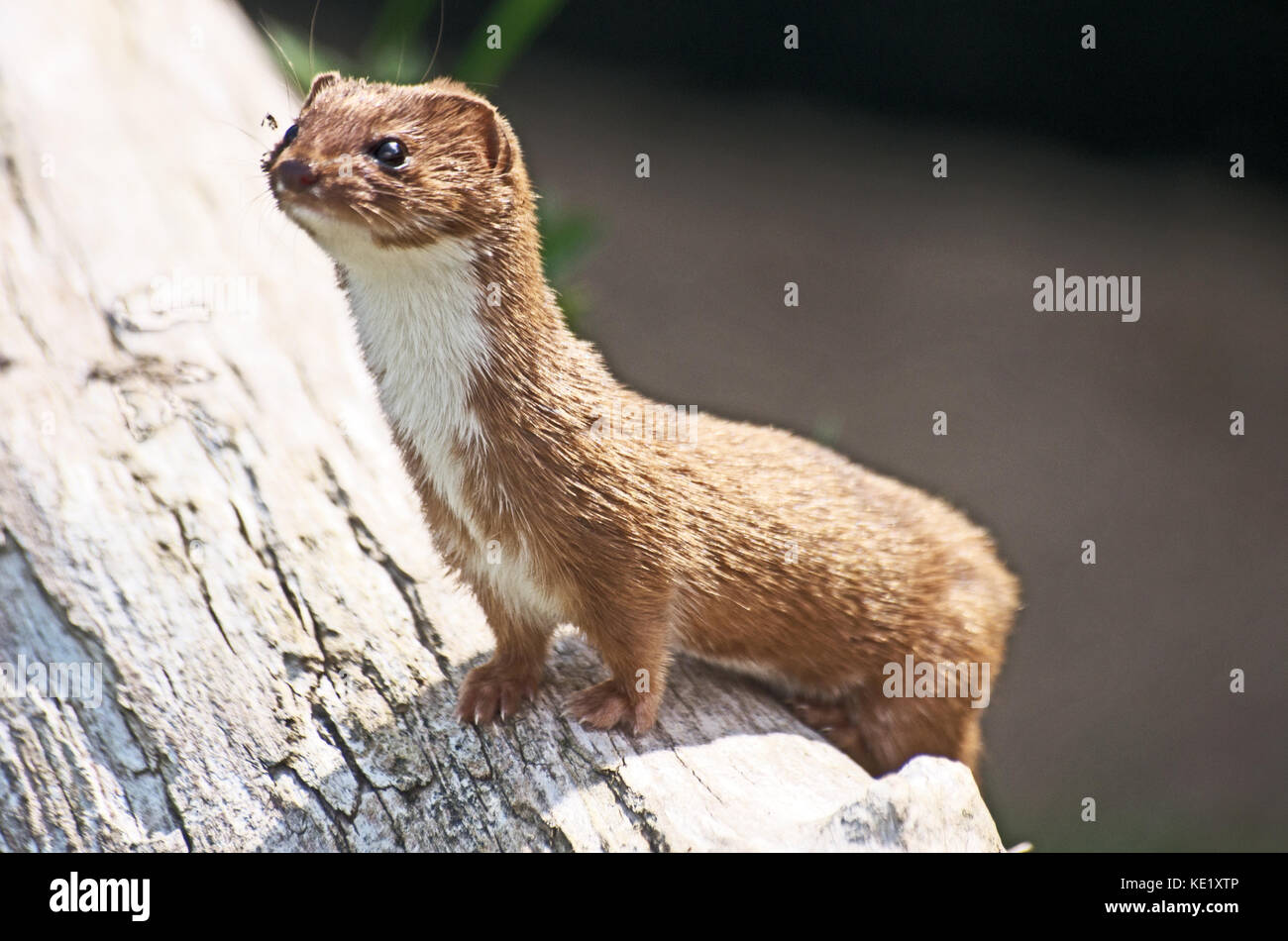Weasel, Mustela Mivalis, Surrey, England Captive Stock Photo - Alamy