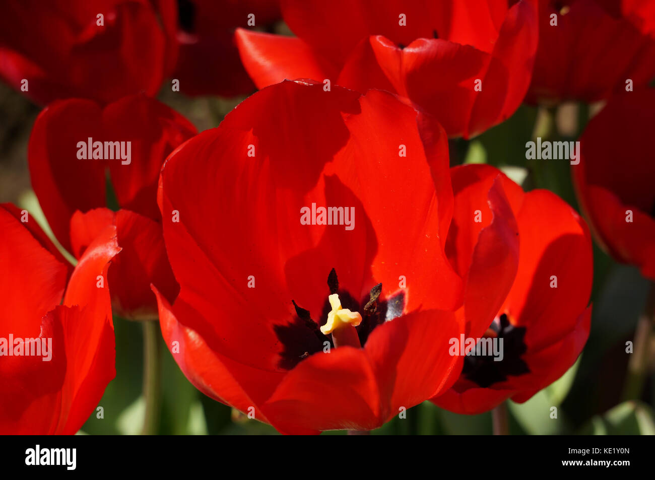 Red tulips in the garden with one in the center that is open and ...
