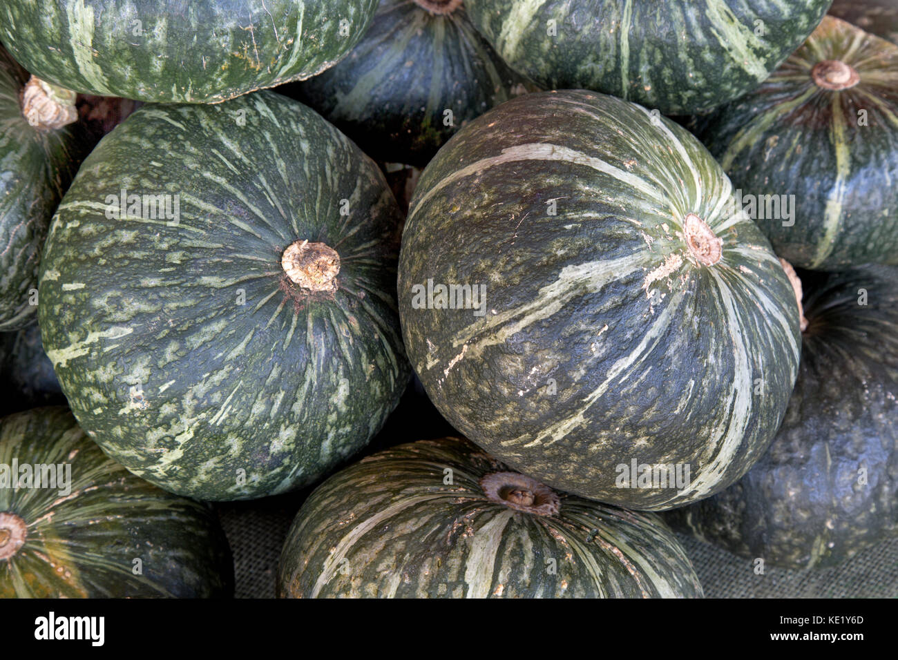 Harvested 'Kabocha' squash, Cucurbita maxima' or moschata, also known ...