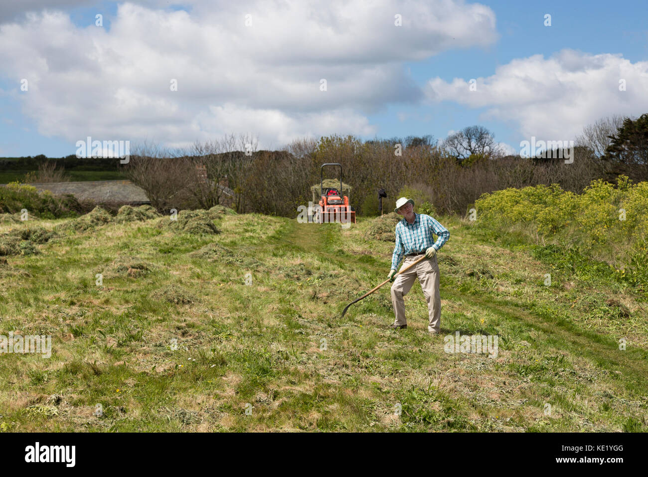 volunteer worker cutting hay with traditional scythe in coastal field ...