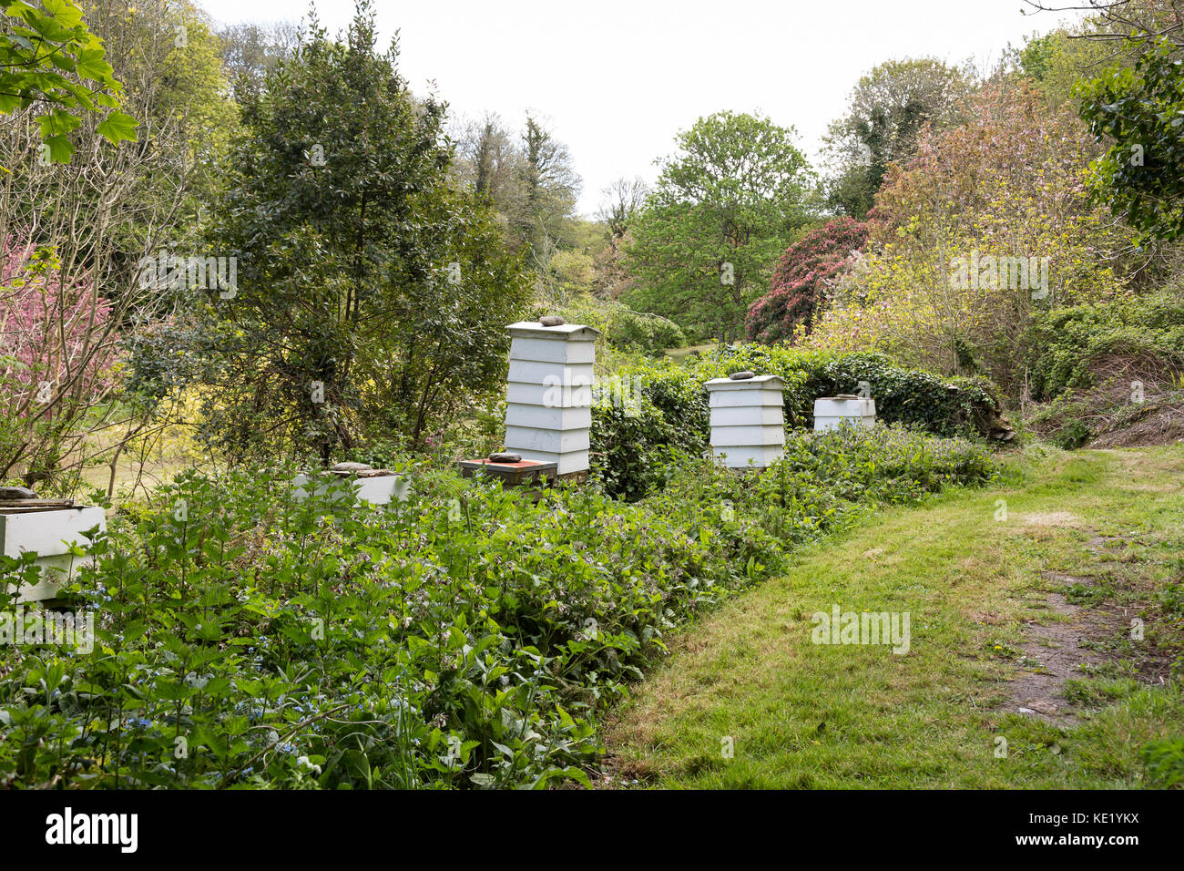 traditional wooden bee hives in countryside Stock Photo - Alamy
