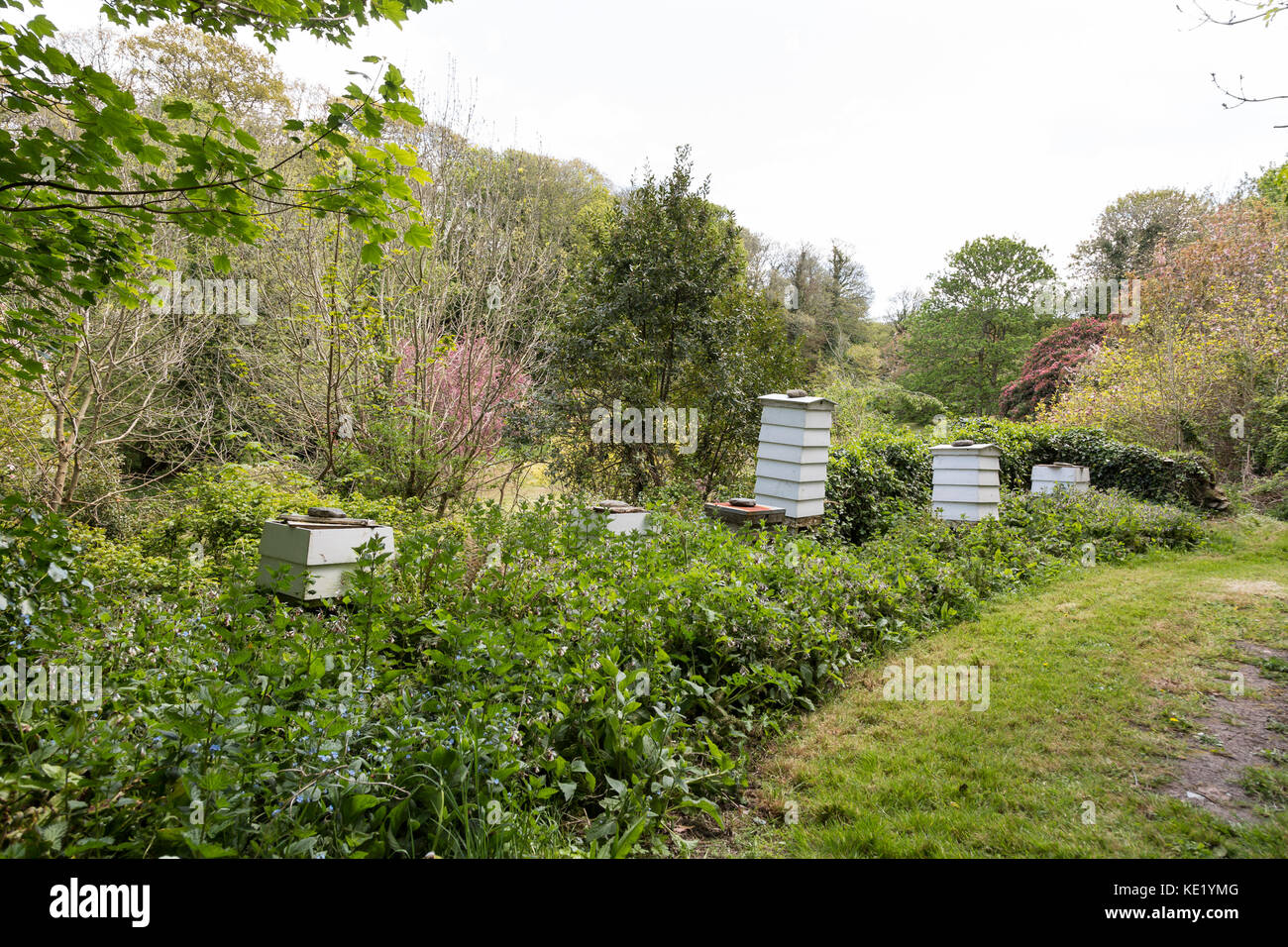 Bee hives traditional hi-res stock photography and images - Alamy