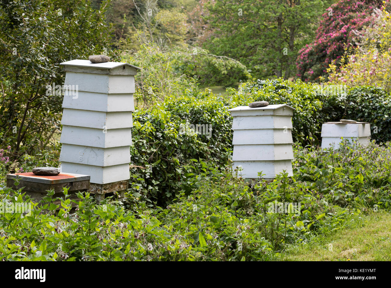 Bee hives in woods hi-res stock photography and images - Alamy