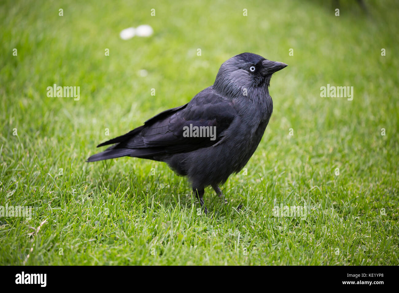 Jackdaw britain hi-res stock photography and images - Alamy