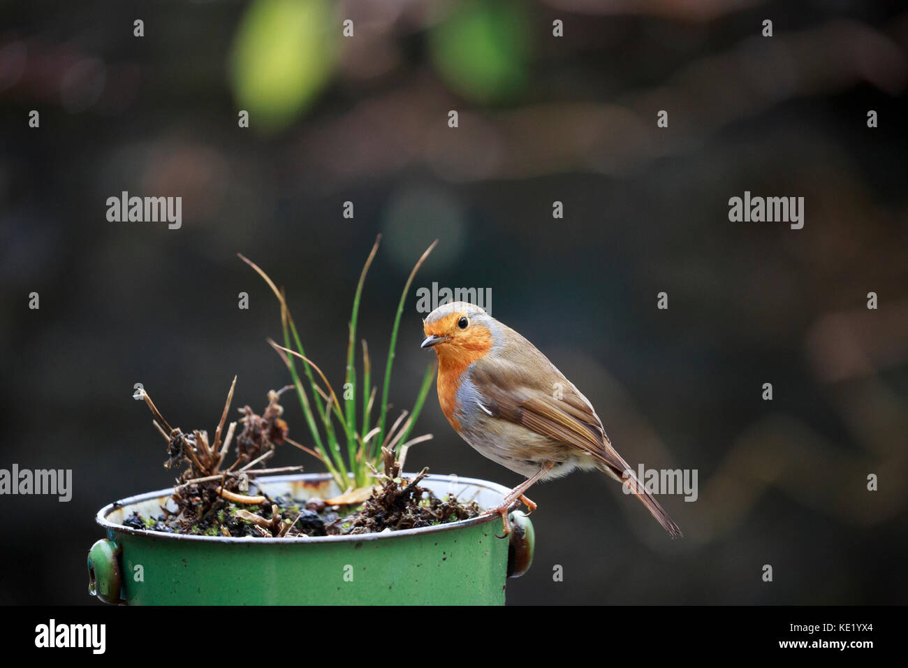 robin bird on green plant pot Stock Photo - Alamy