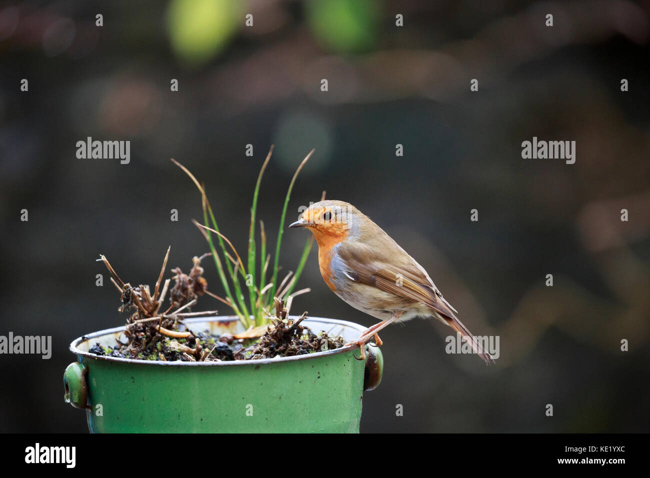 robin bird on green plant pot Stock Photo - Alamy