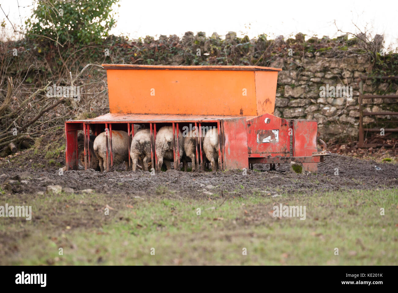sheep rear ends in feeding station Stock Photo - Alamy