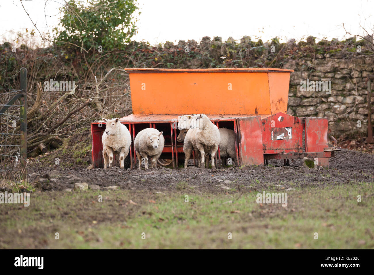 Sheep muddy field hi-res stock photography and images - Alamy
