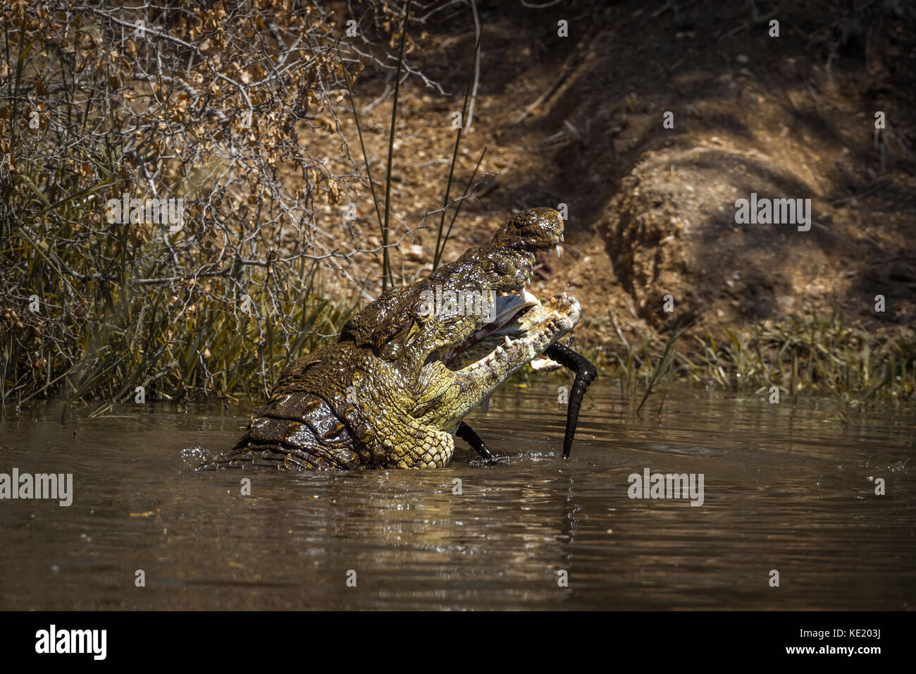 Nile crocodile in Kruger national park, South Africa ; Specie ...