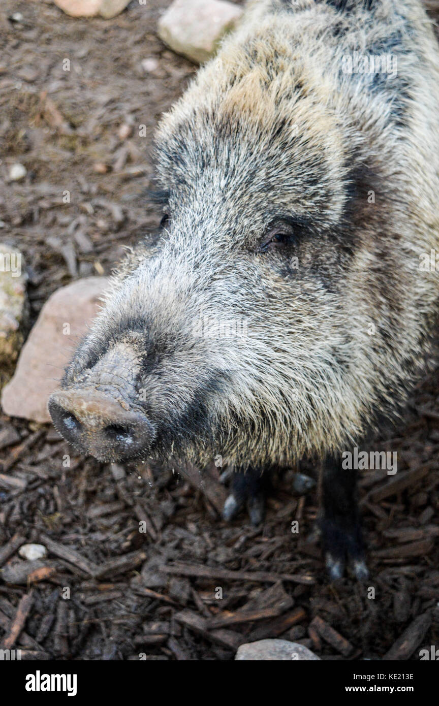 Wild boar up close portrait Stock Photo - Alamy