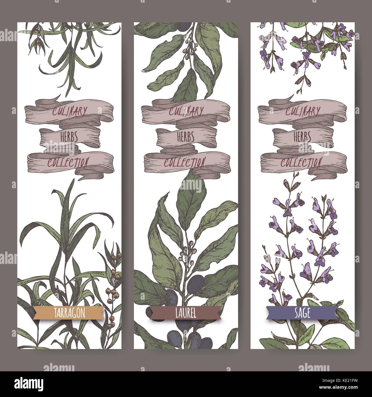 Set of three color vector banners with tarragon, sage, laurel Stock ...