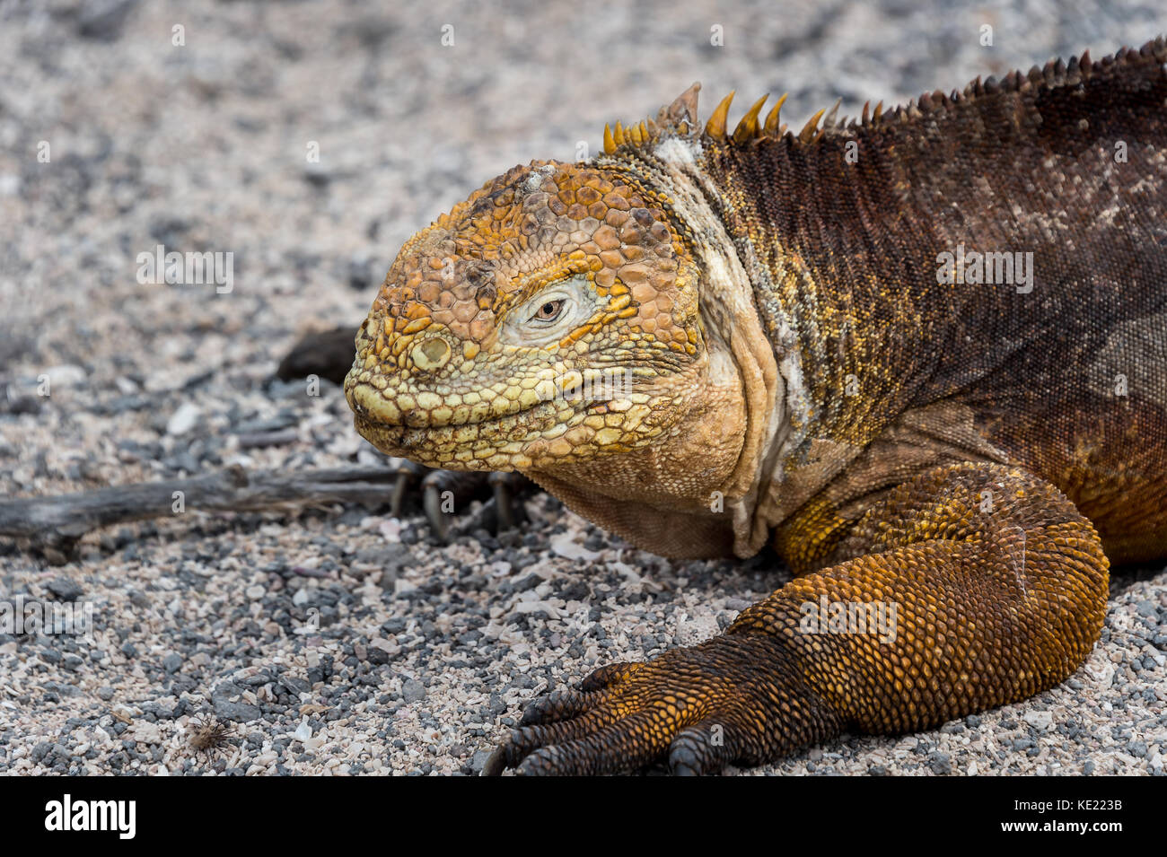 Eat mainly insects hi-res stock photography and images - Alamy