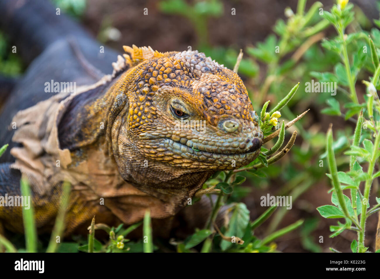 Galapago land iguana (Conolophus subcristatus) on North Seymour Island ...