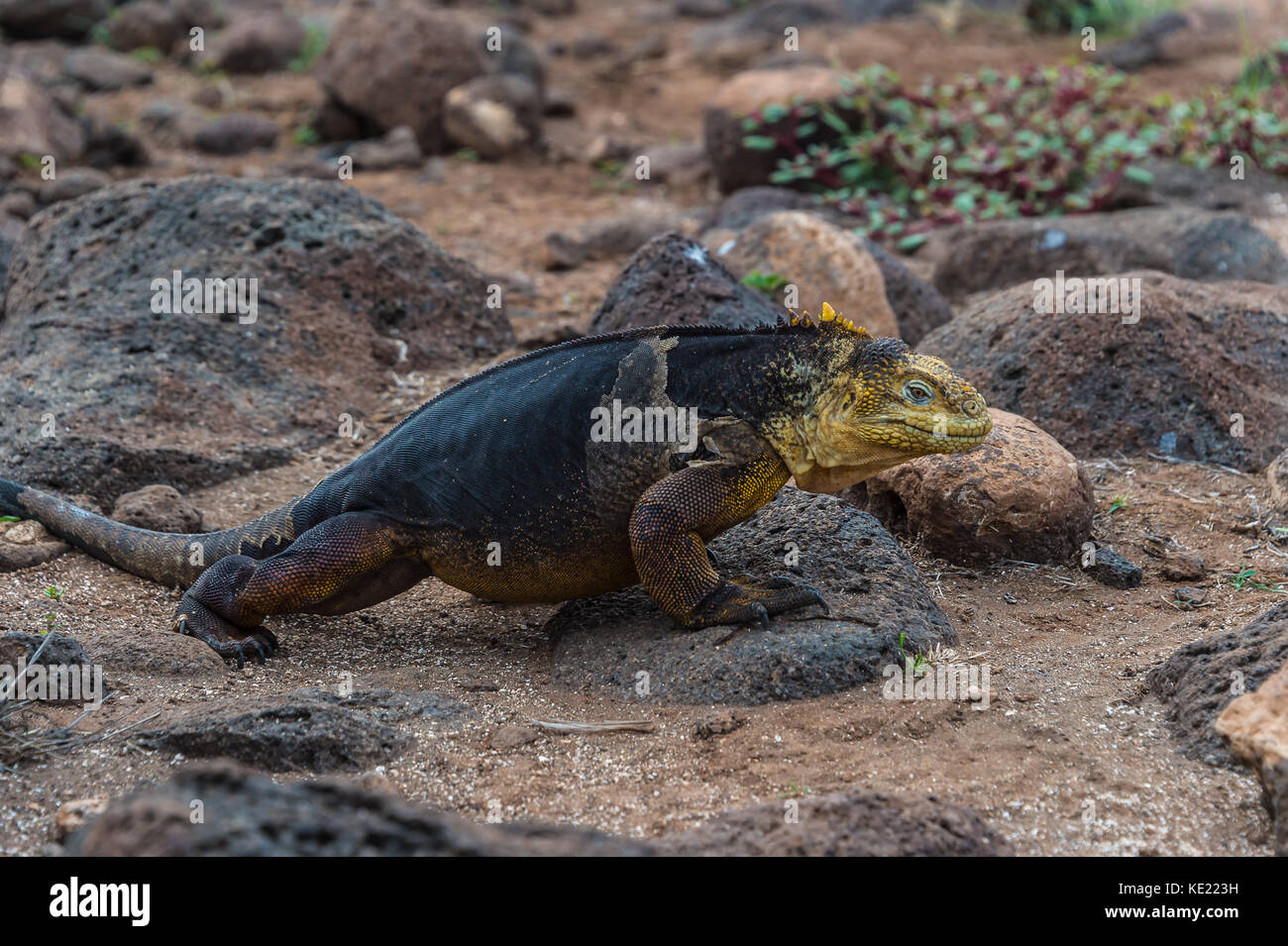 Eat mainly insects hi-res stock photography and images - Alamy