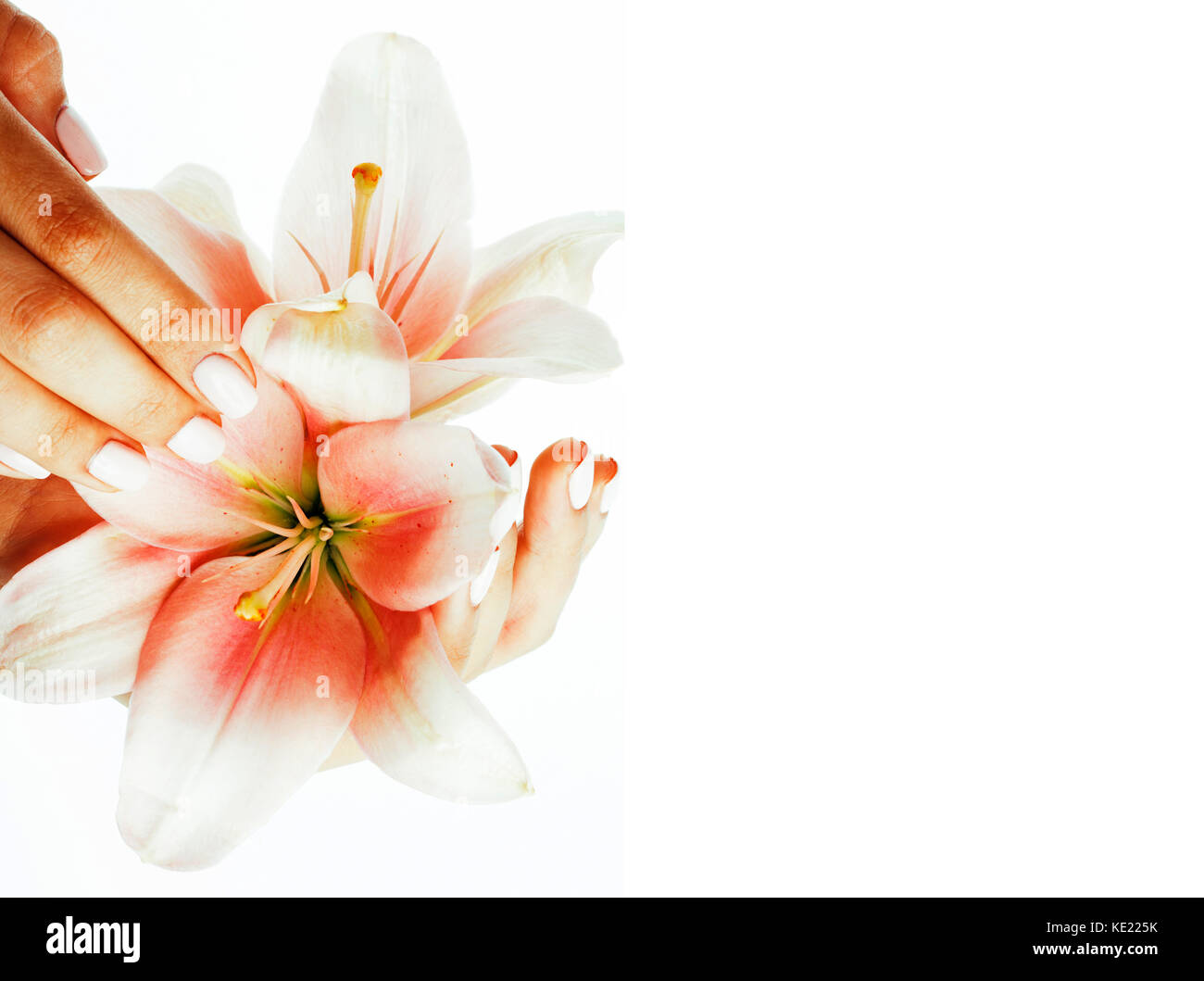 beauty delicate hands with manicure holding flower lily close up Stock ...