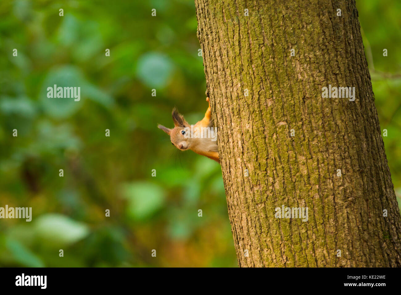 Curious red squirrel peeking behind the tree trunk Stock Photo - Alamy