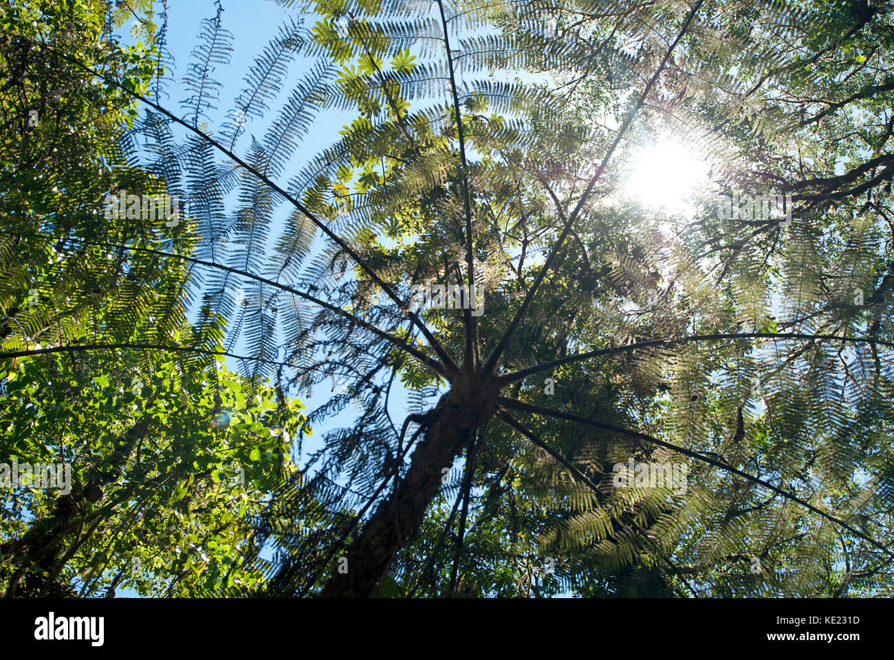 Fern Tree Canopy in Monteverde reserve, Costa Rica Stock Photo - Alamy