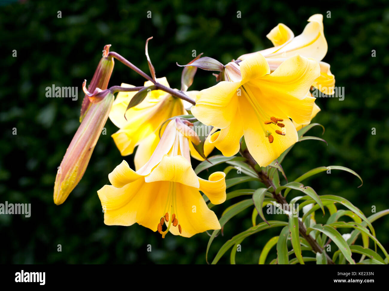 Trumpets of lilium regale hi-res stock photography and images - Alamy