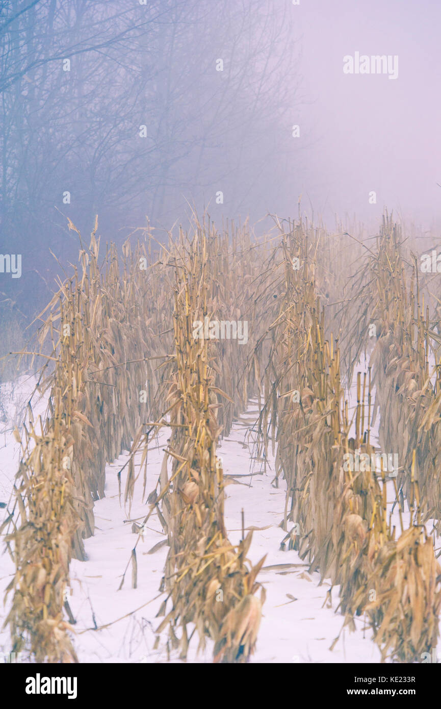 frozen dry corn field Stock Photo - Alamy