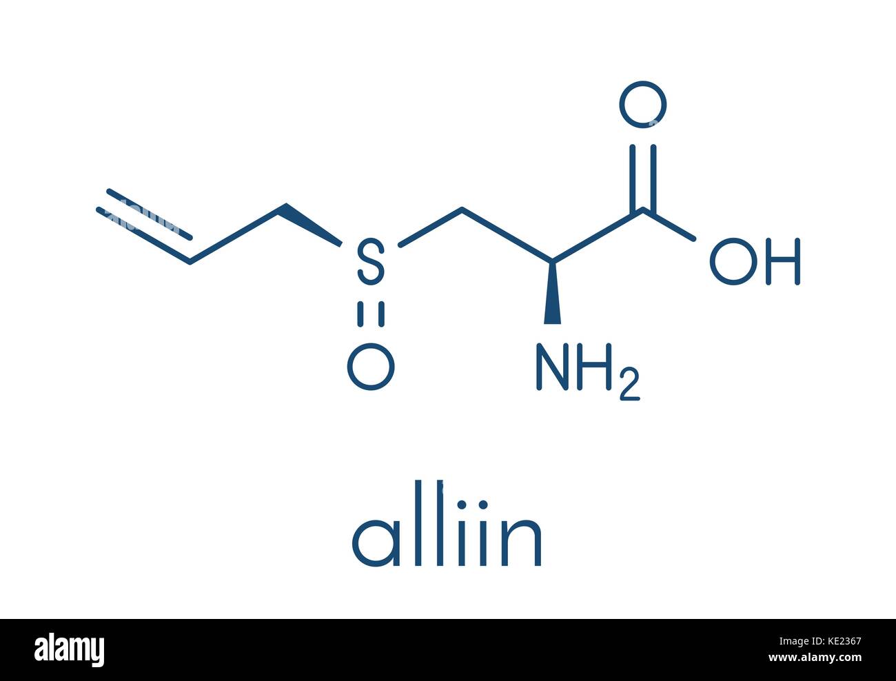Alliin garlic molecule. Skeletal formula Stock Vector Image & Art - Alamy