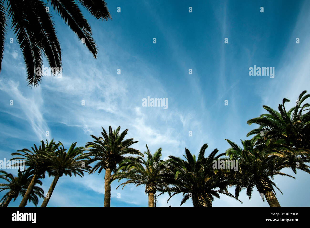 Palm trees in Nerja, Spain Stock Photo - Alamy