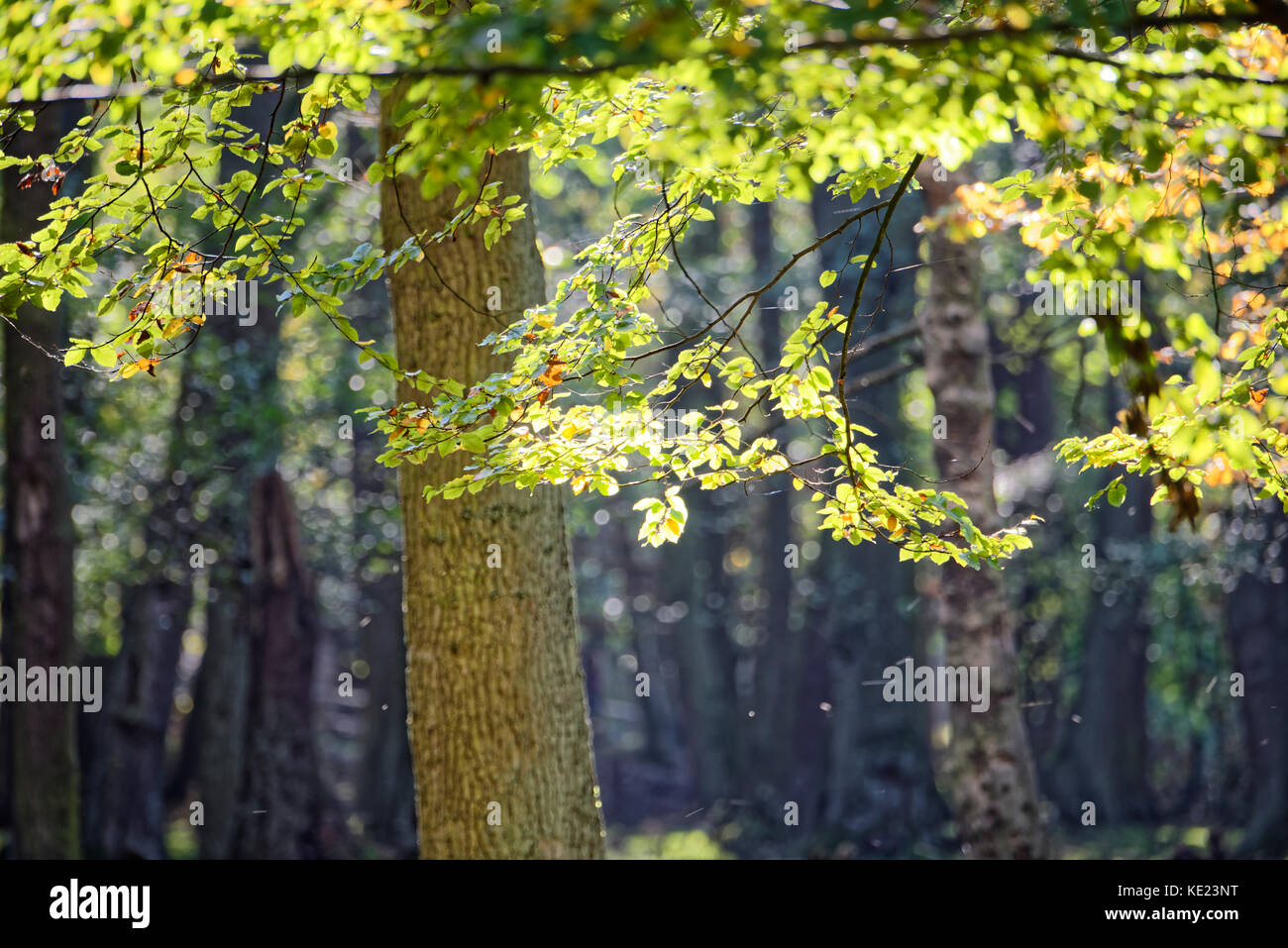 Autumn in Deister by Hanover ,Germany Stock Photo - Alamy