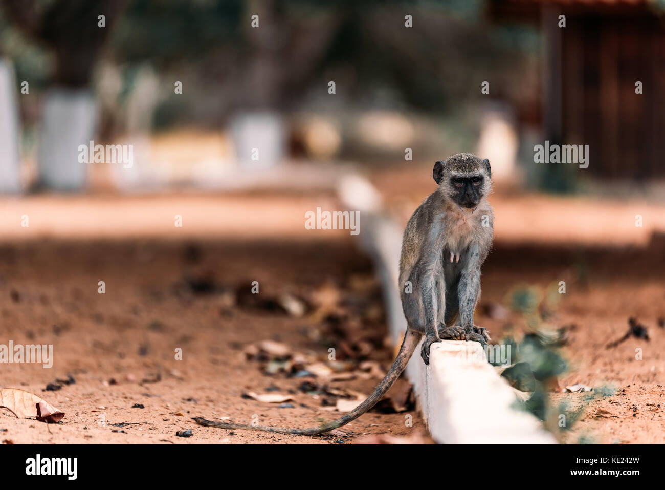 Angola animal hi-res stock photography and images - Alamy